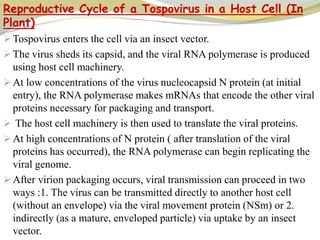 Tospovirus - Genome organization.ppt
