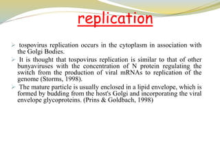 Tospovirus - Genome organization.ppt