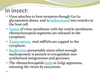 Tospovirus - Genome organization.ppt