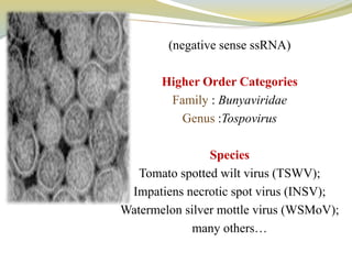Tospovirus - Genome organization.ppt