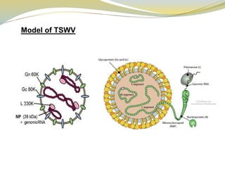Tospovirus - Genome organization.ppt