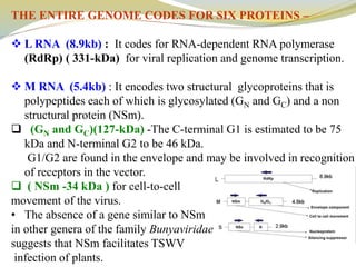 Tospovirus - Genome organization.ppt