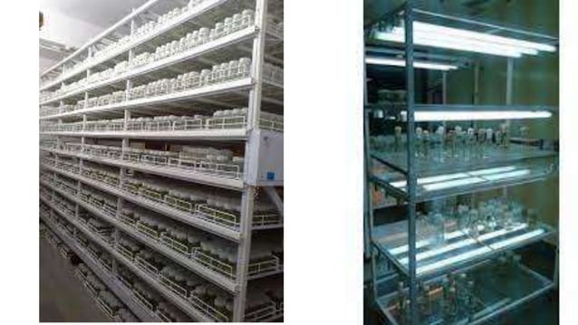 To study plant tissue culture laboratory design and set up | PPTX ...
