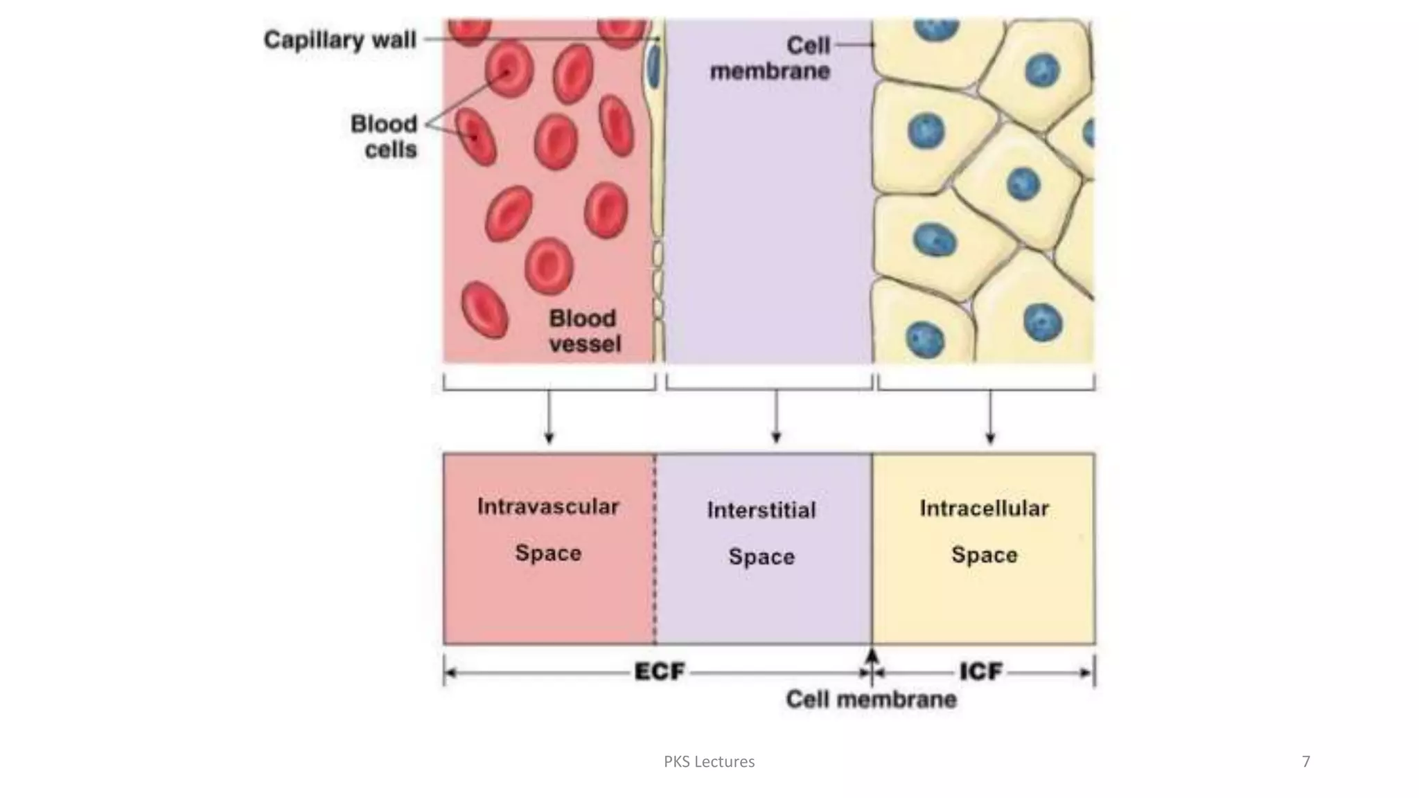 Extracellular fluids | ECF | Intracellular fluids | ICF | Total body ...