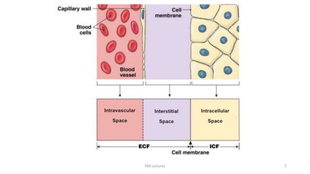 Extracellular fluids | ECF | Intracellular fluids | ICF | Total body ...
