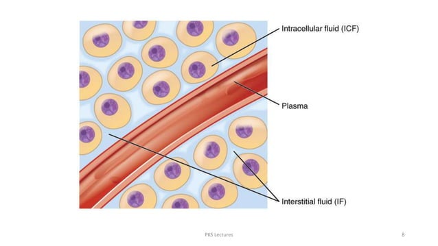 Extracellular fluids | ECF | Intracellular fluids | ICF | Total body ...