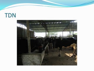 Total digestive nutrients(TDN) | PPTX