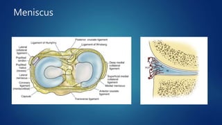Total Knee Arthroplasty | Knee Replacement | South Windsor, Rocky Hill ...