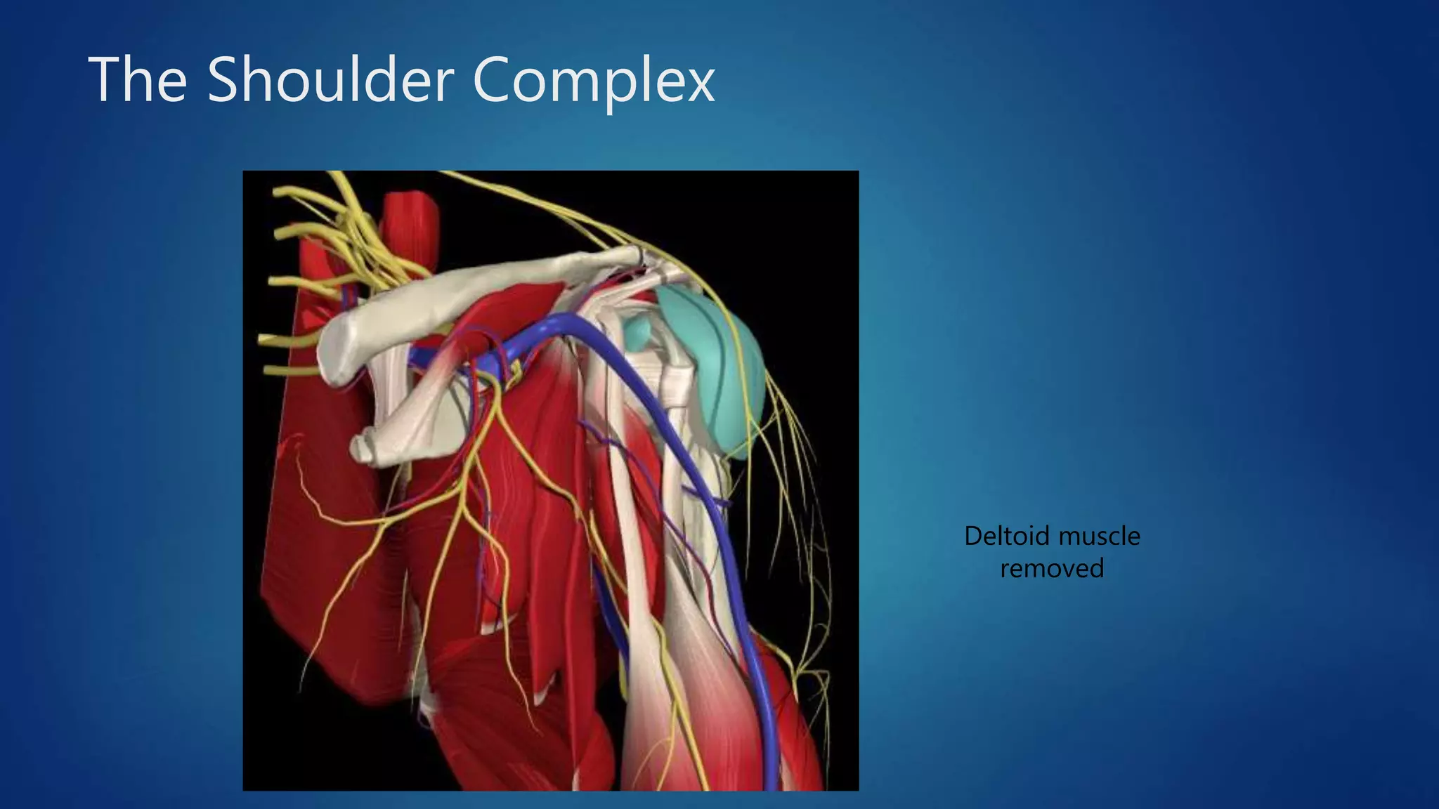 Total Shoulder Arthroplasty | Reverse Shoulder Replacement | South ...