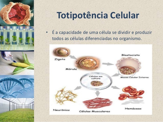 Totipotência celular e cultura de tecidos bárbara, daniely, jean