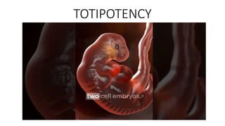 TOTIPOTENCY, PLURIPOTENCY AND CANCER.pptx
