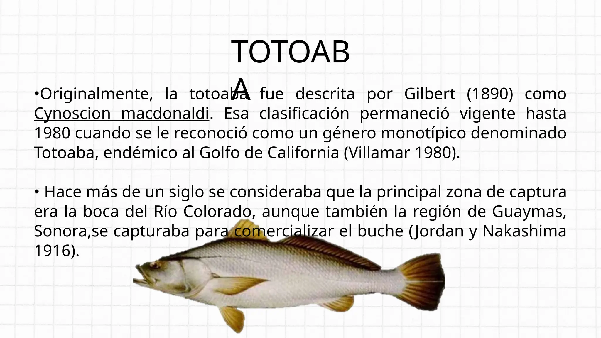 Acuacultura de vertebrados - totoaba - veda - ciclo de vida | PPT ...