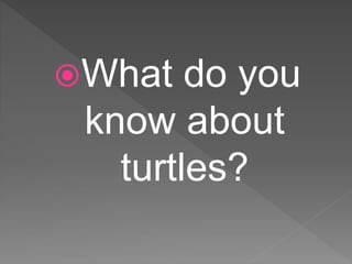 Toto turtle takes time to tuck and think | PPTX