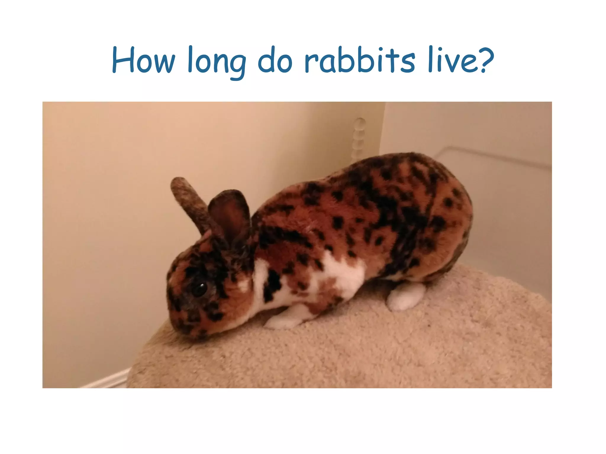 Tots and tails all about rabbits | PPT