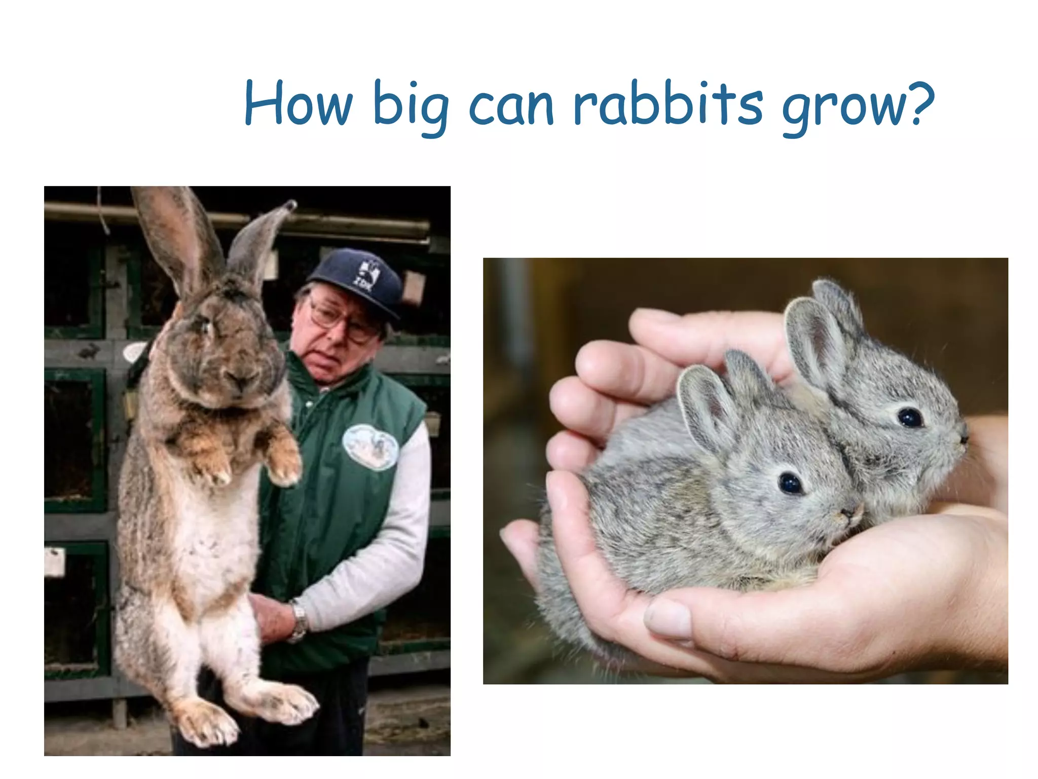 Tots and tails all about rabbits | PPT