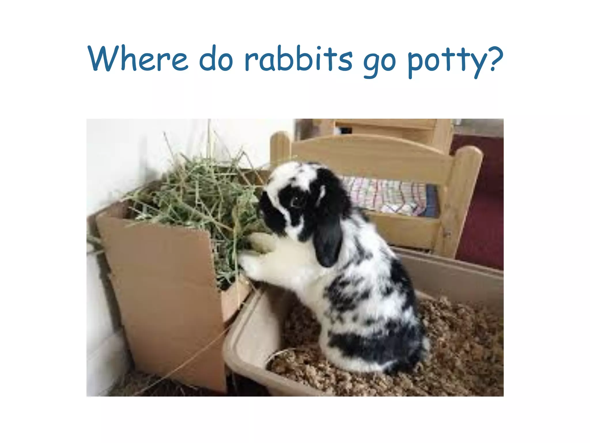 Tots and tails all about rabbits | PPT