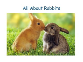 Tots and tails all about rabbits | PPT