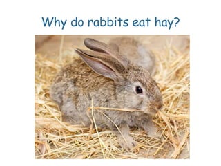 Tots and tails all about rabbits | PPT