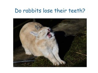 Tots and tails all about rabbits | PPT