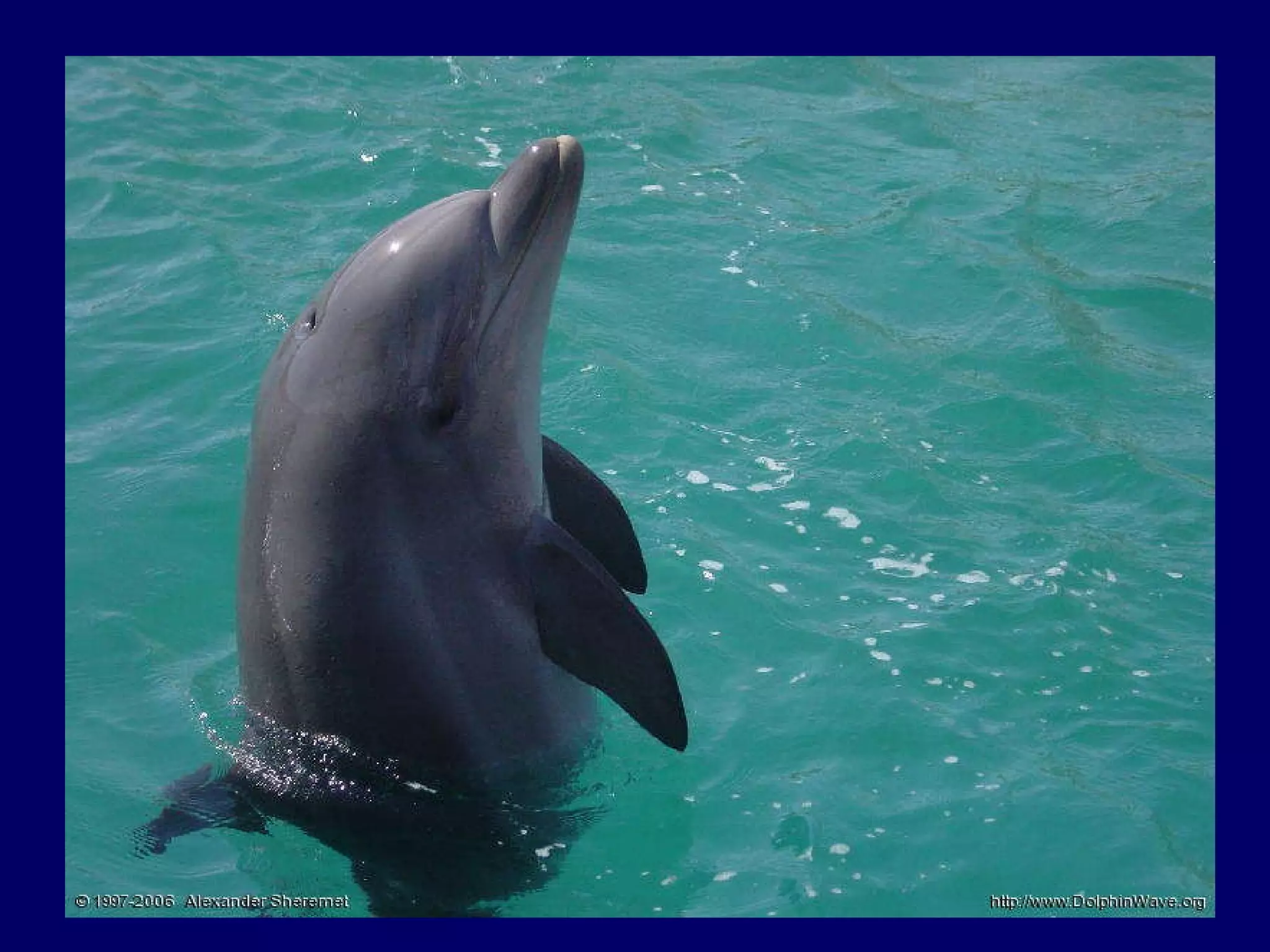 Totul despre delfini | PPS