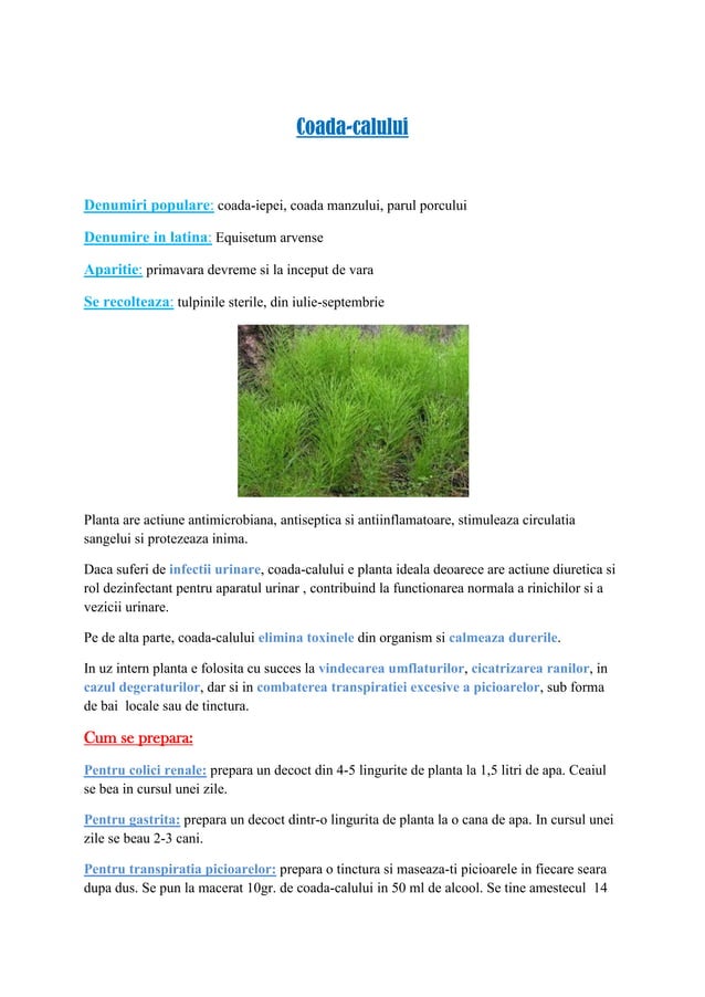 Totul despre planta coada-calului | PDF