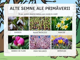 Totul despre primavara PowerPoint_version.ppt