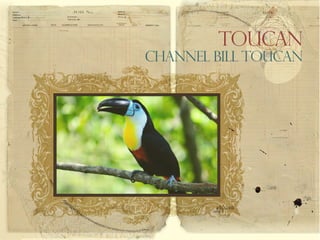 Toucan | PPT