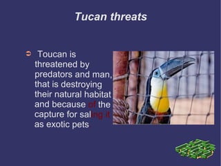 Toucan | PPT