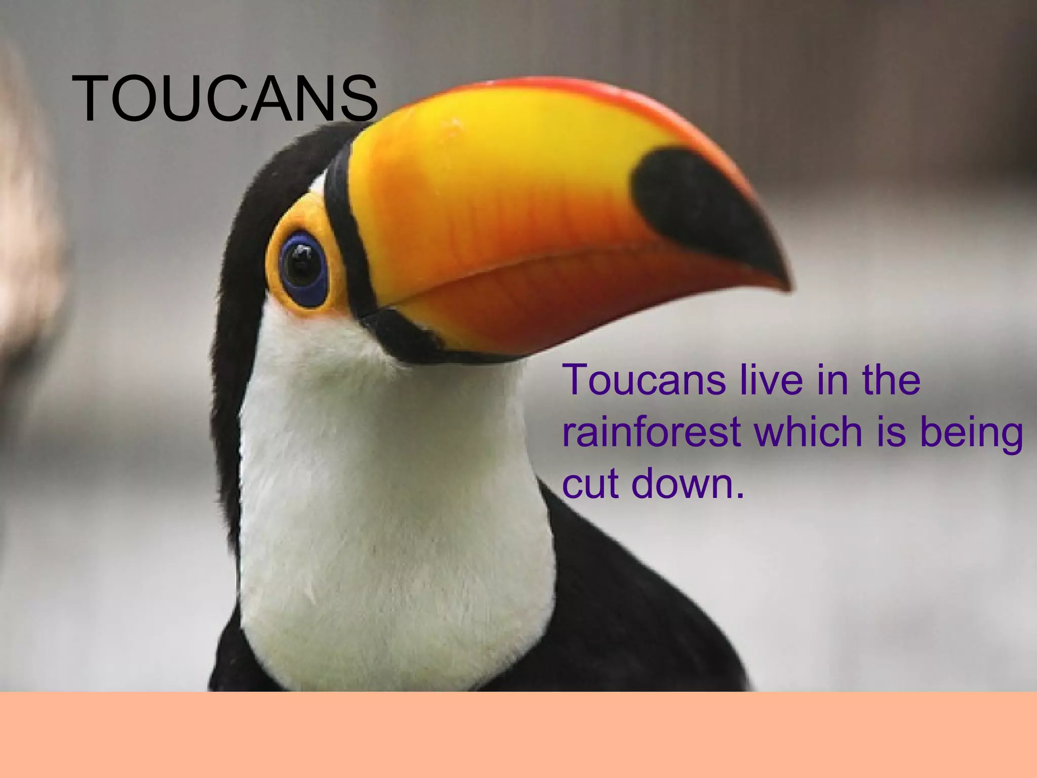 endangered toucans | PPT