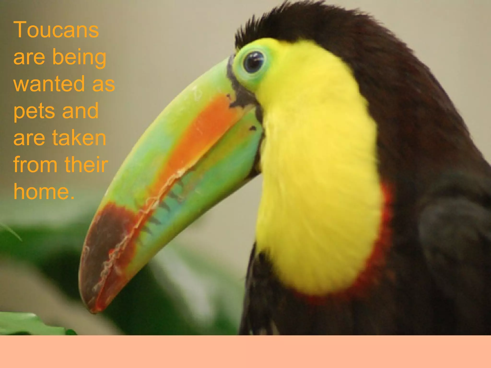 endangered toucans | PPT