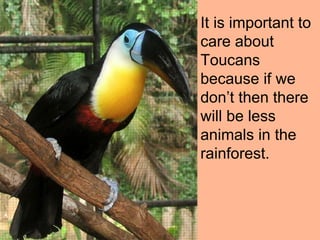 endangered toucans | PPT