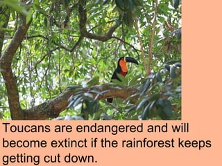 endangered toucans | PPT