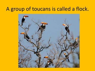 Toucan facts | PPTX