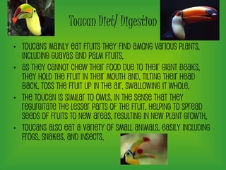 Toucans | PPT