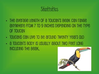Toucans | PPT