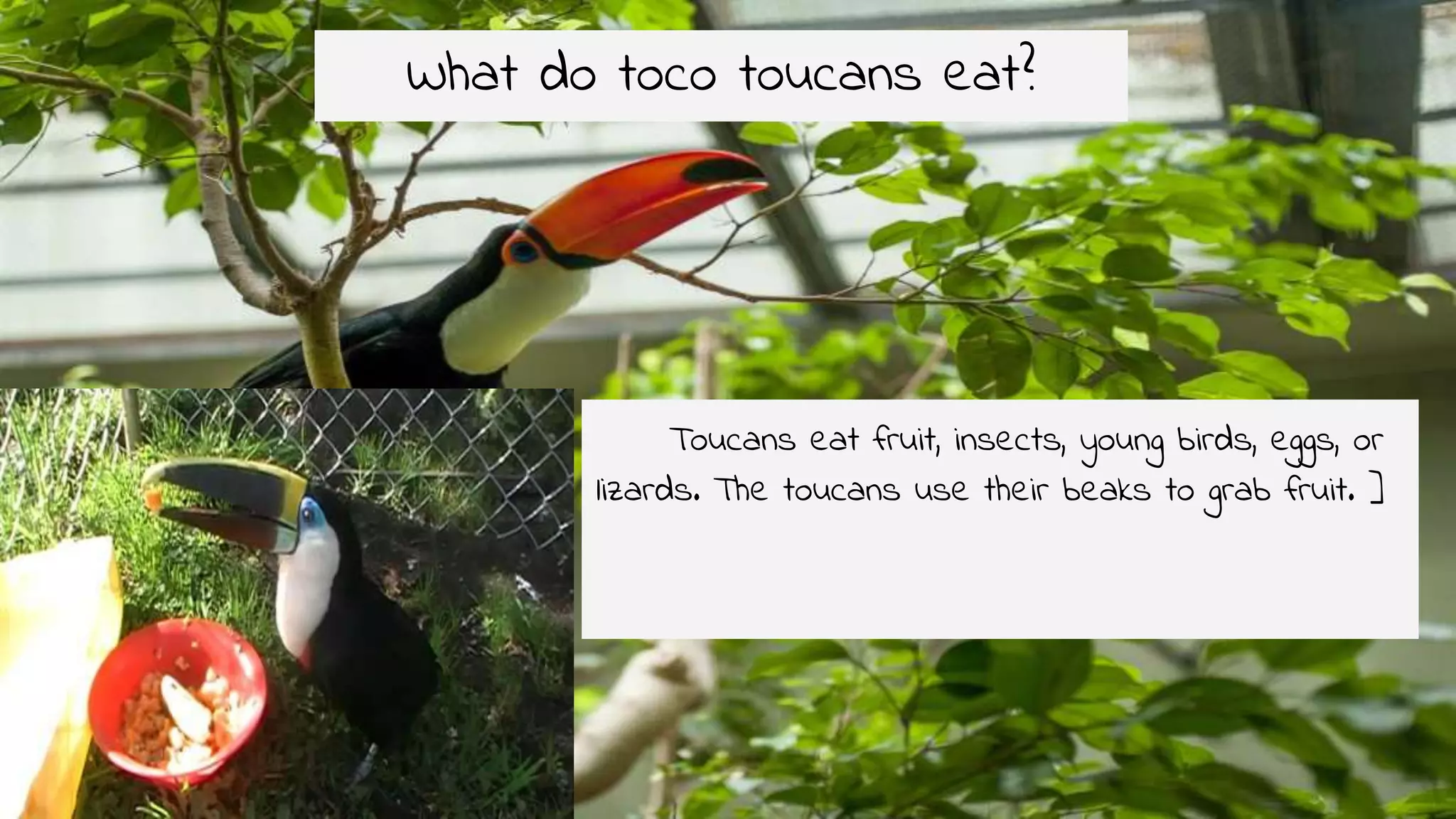 Toucans | PPTX