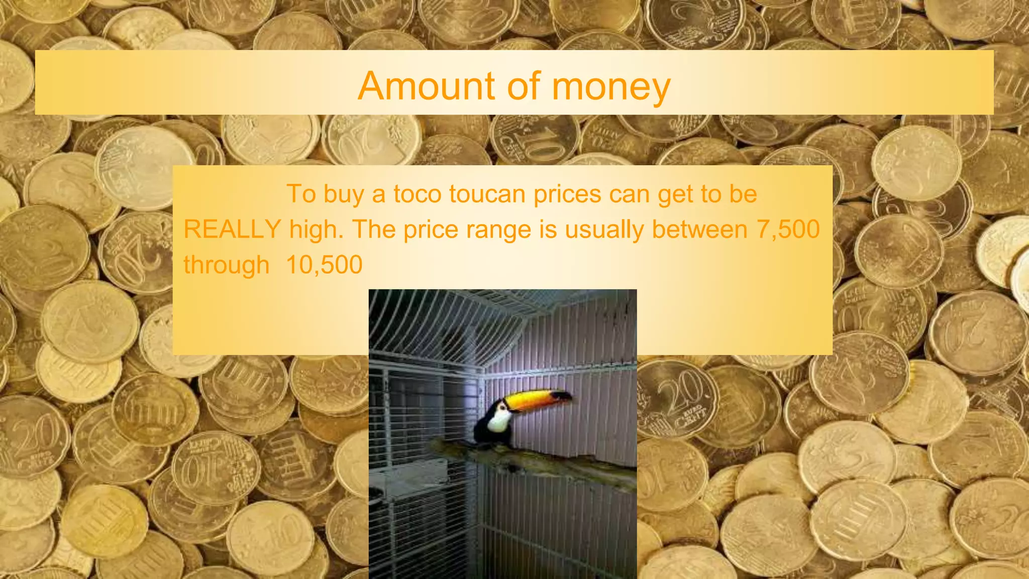 Toucans | PPTX | Birds | Pets