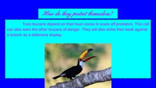 Toucans | PPTX