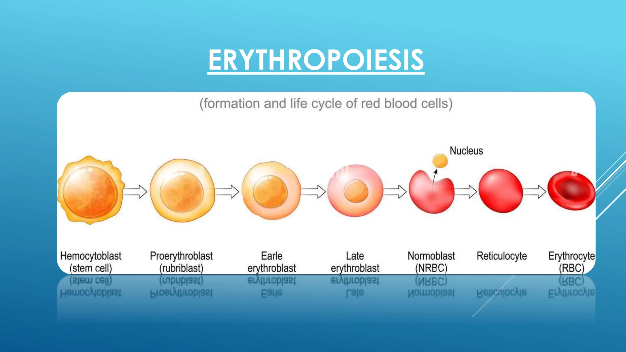 Stem cell different stages of erythropoiesis | PDF