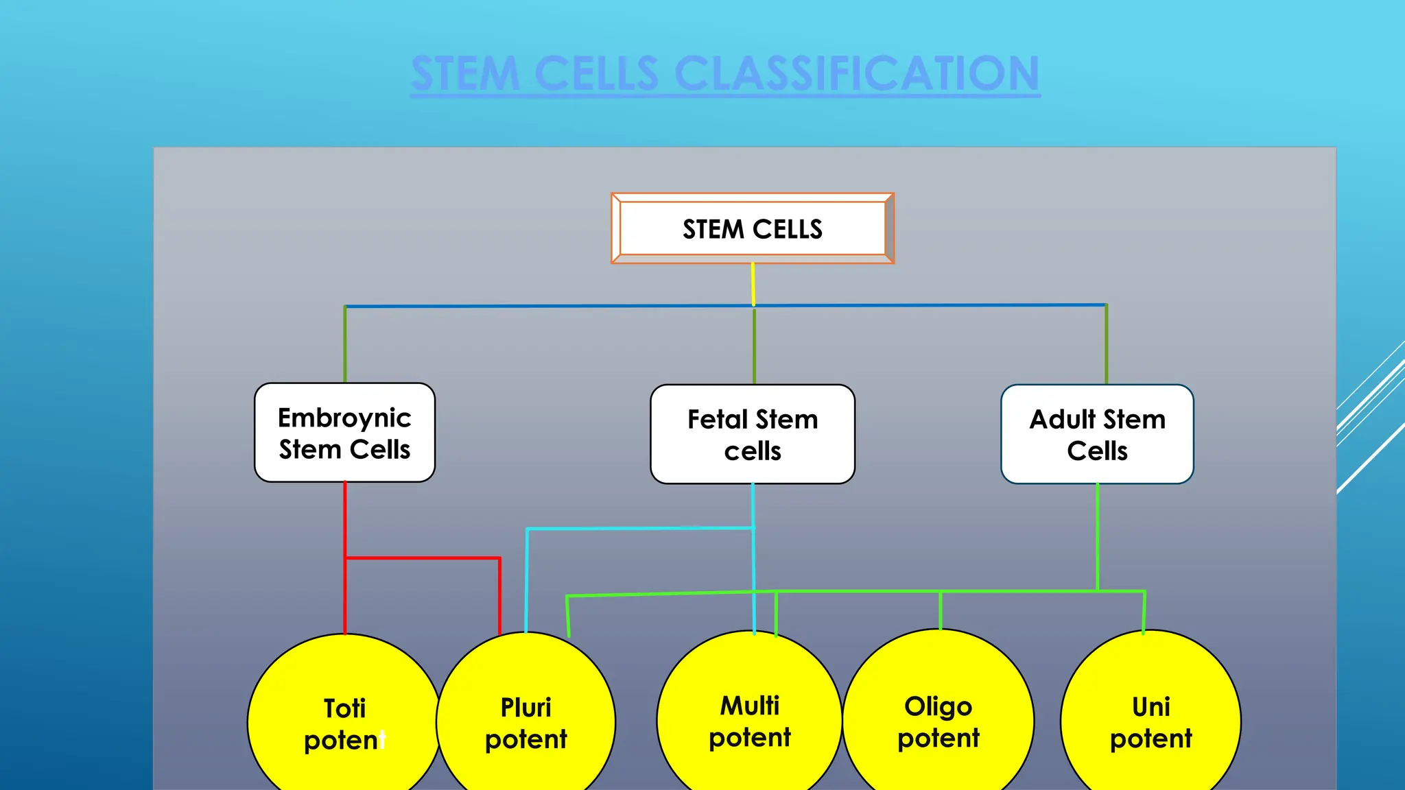 Stem cell different stages of erythropoiesis | PDF