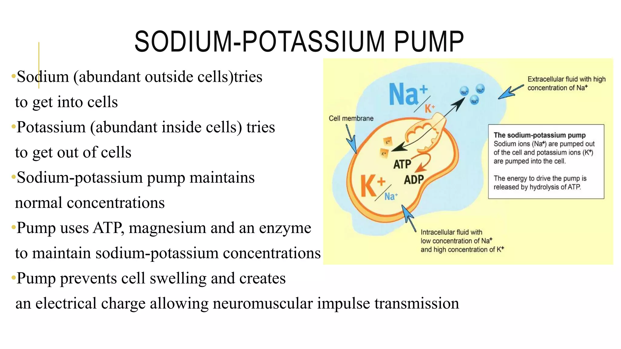 Approach to patient of sodium imbalance | PPTX