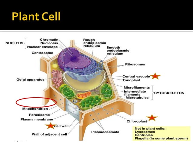 Tour of the cell | PPTX | Biological Sciences | Science
