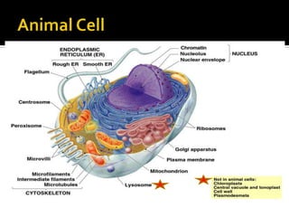 Tour of the cell | PPTX | Biological Sciences | Science
