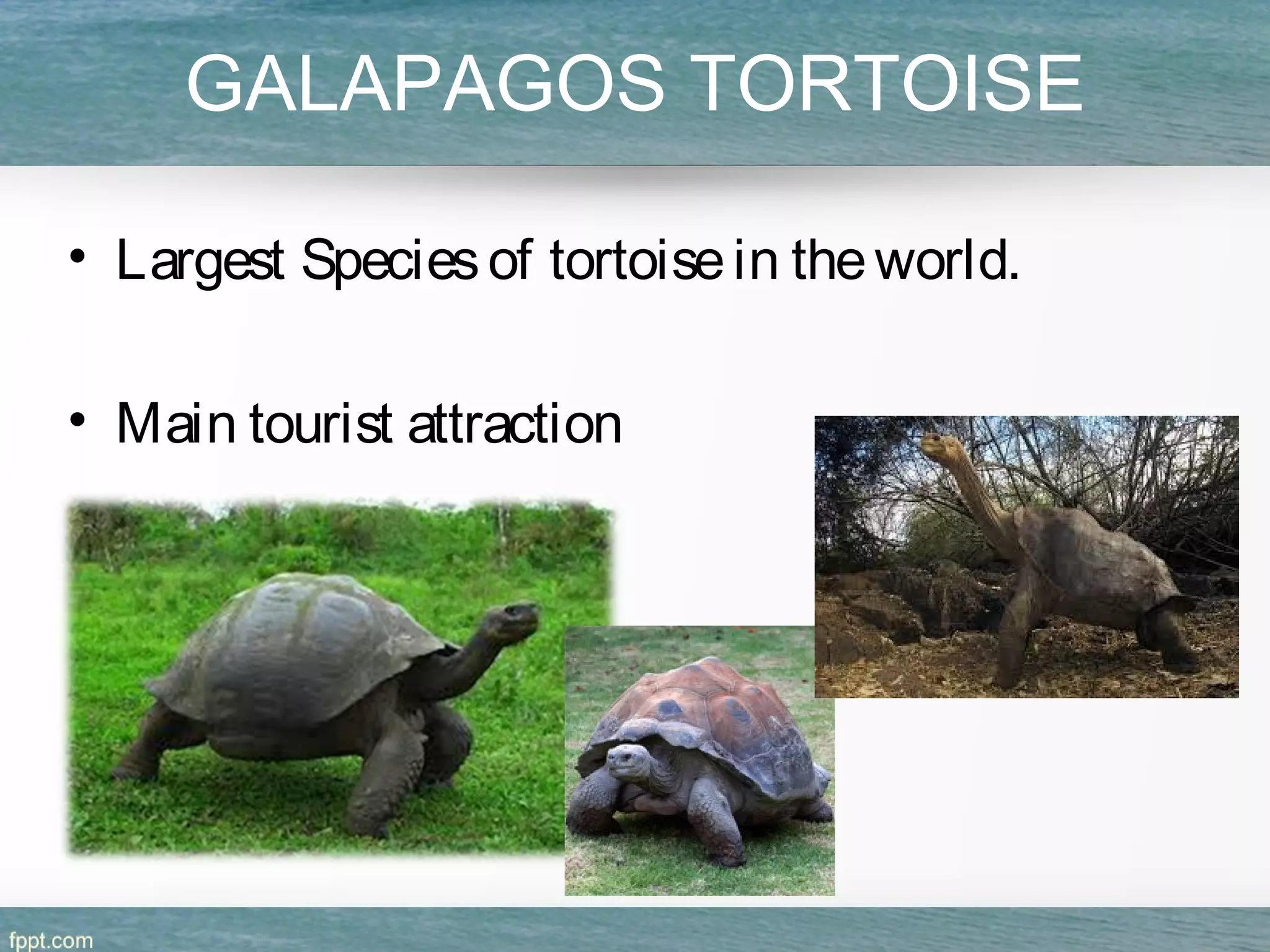 Tour to galapagos | PPT