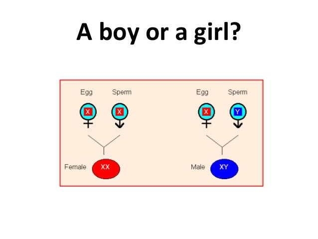 Gender -gender hormones and genes