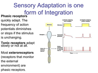 Tousif, role of receptors | PPT