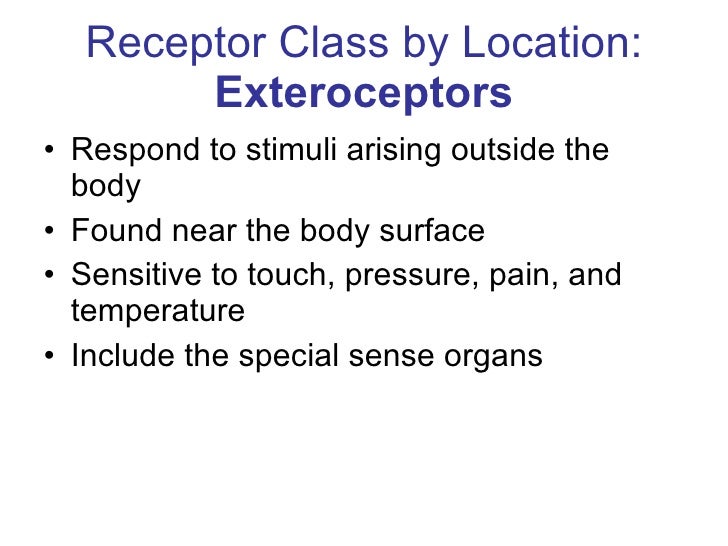 Exteroceptors Examples