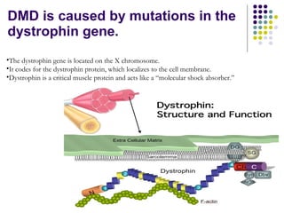 Towards Gene Therapy For Duchenne Muscular Dystrophy Heart Disease | PPT