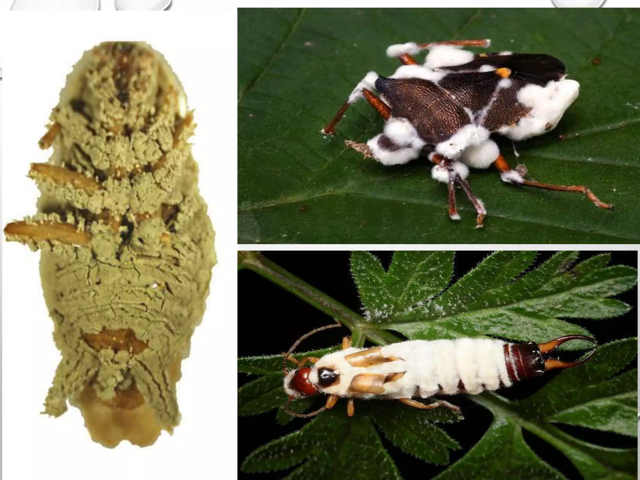 microbial insecticides | PPTX