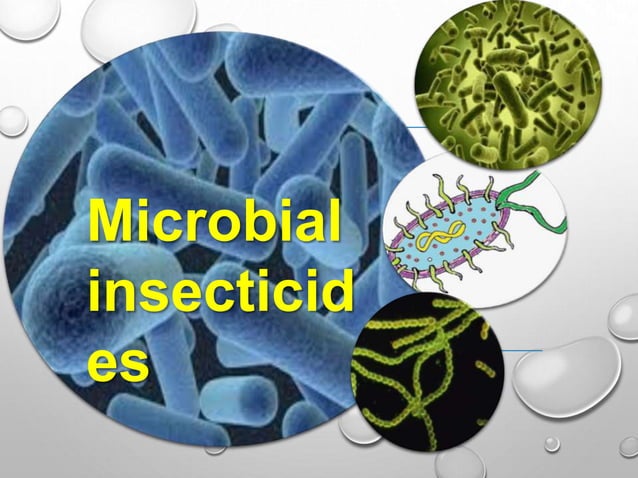 microbial insecticides | PPTX